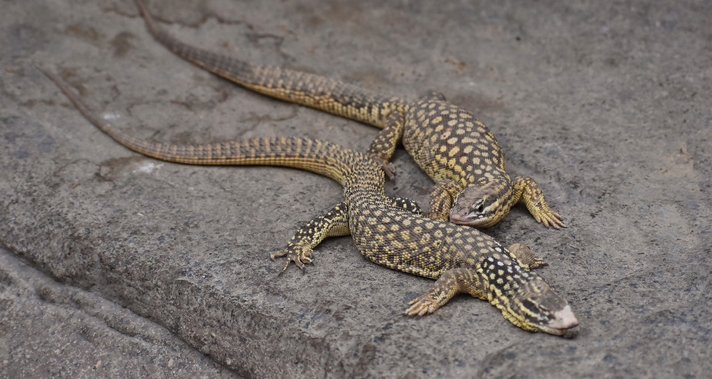 Spiny-tailed Monitor | North Carolina Zoo