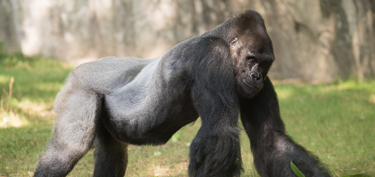 Western Lowland Gorilla | North Carolina Zoo Western Lowland Gorilla | North Carolina Zoo