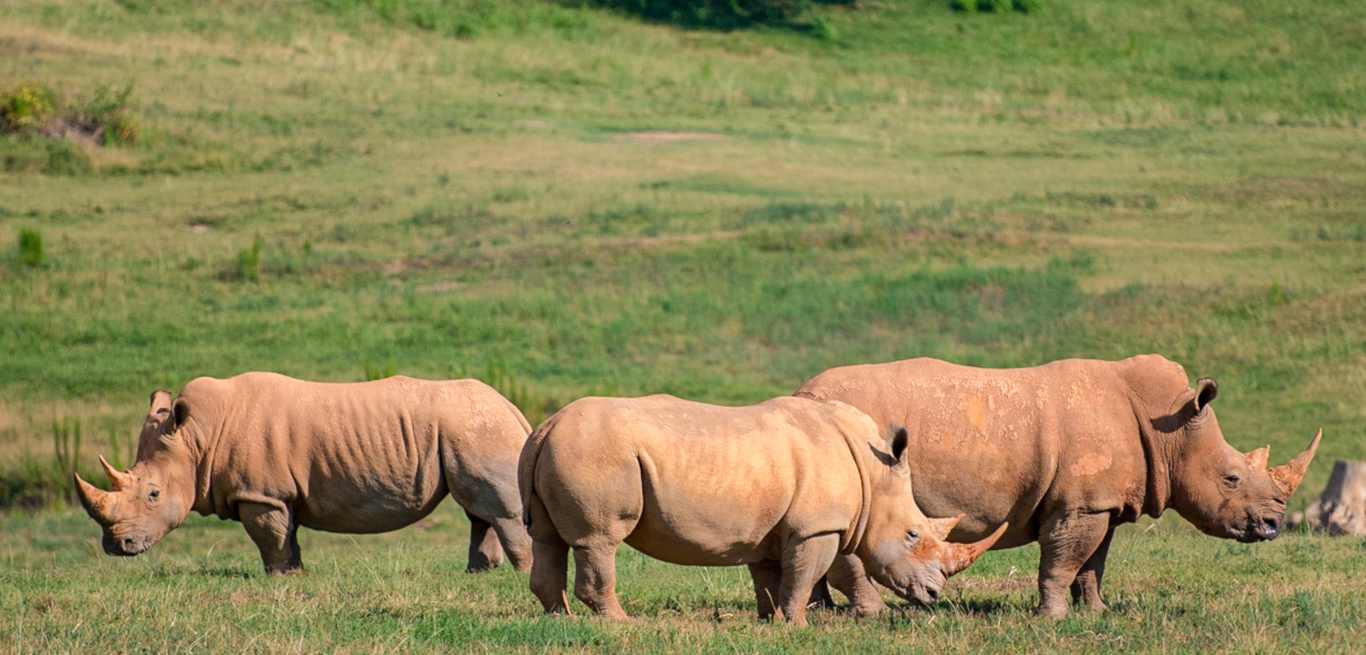 Tickets | North Carolina Zoo