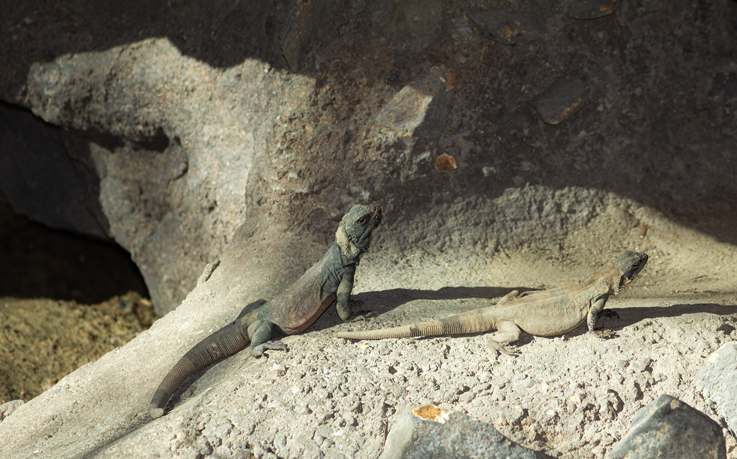 Common Chuckwalla | North Carolina Zoo