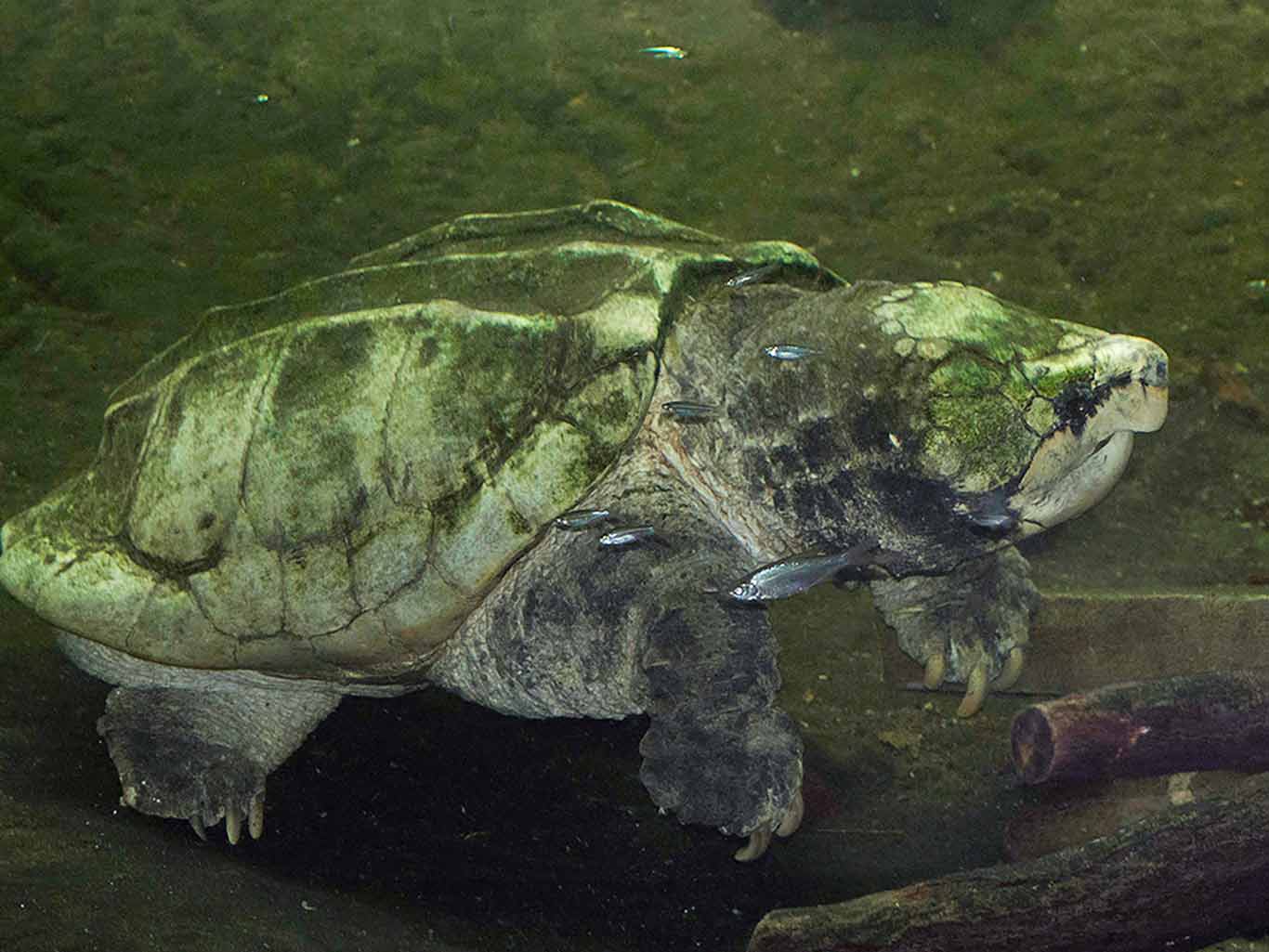 Alligator Snapping Turtle Habitat