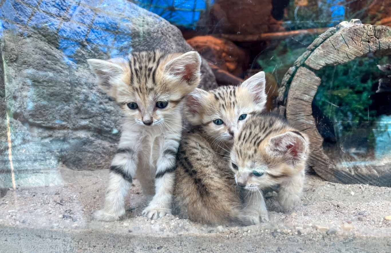 North Carolina Zoo Asks Public to Vote on Names of Sand Cat Triplets ...