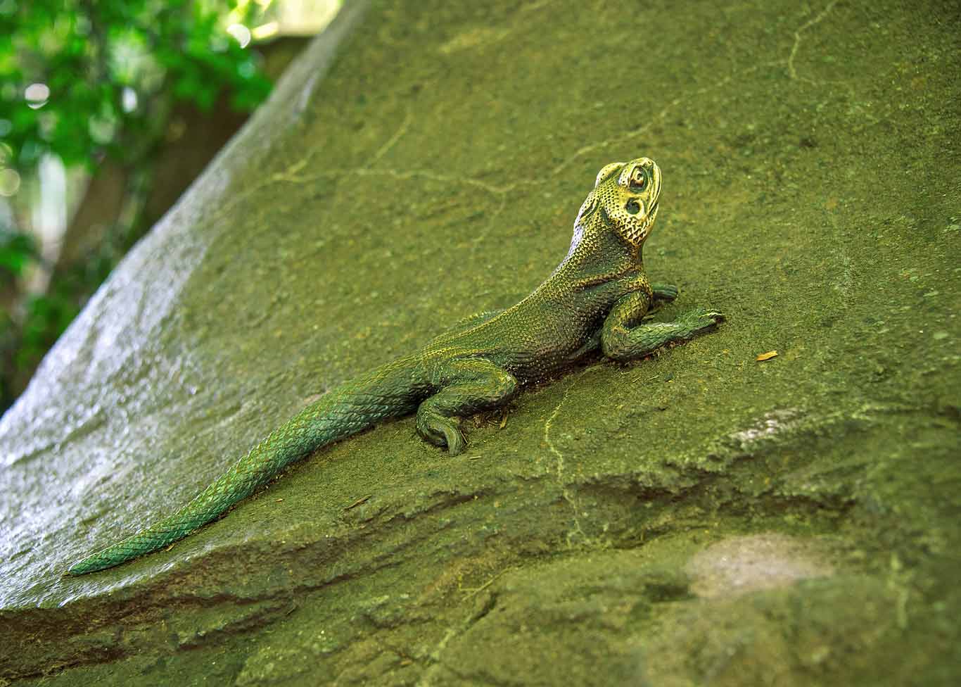 Agama Lizard | North Carolina Zoo