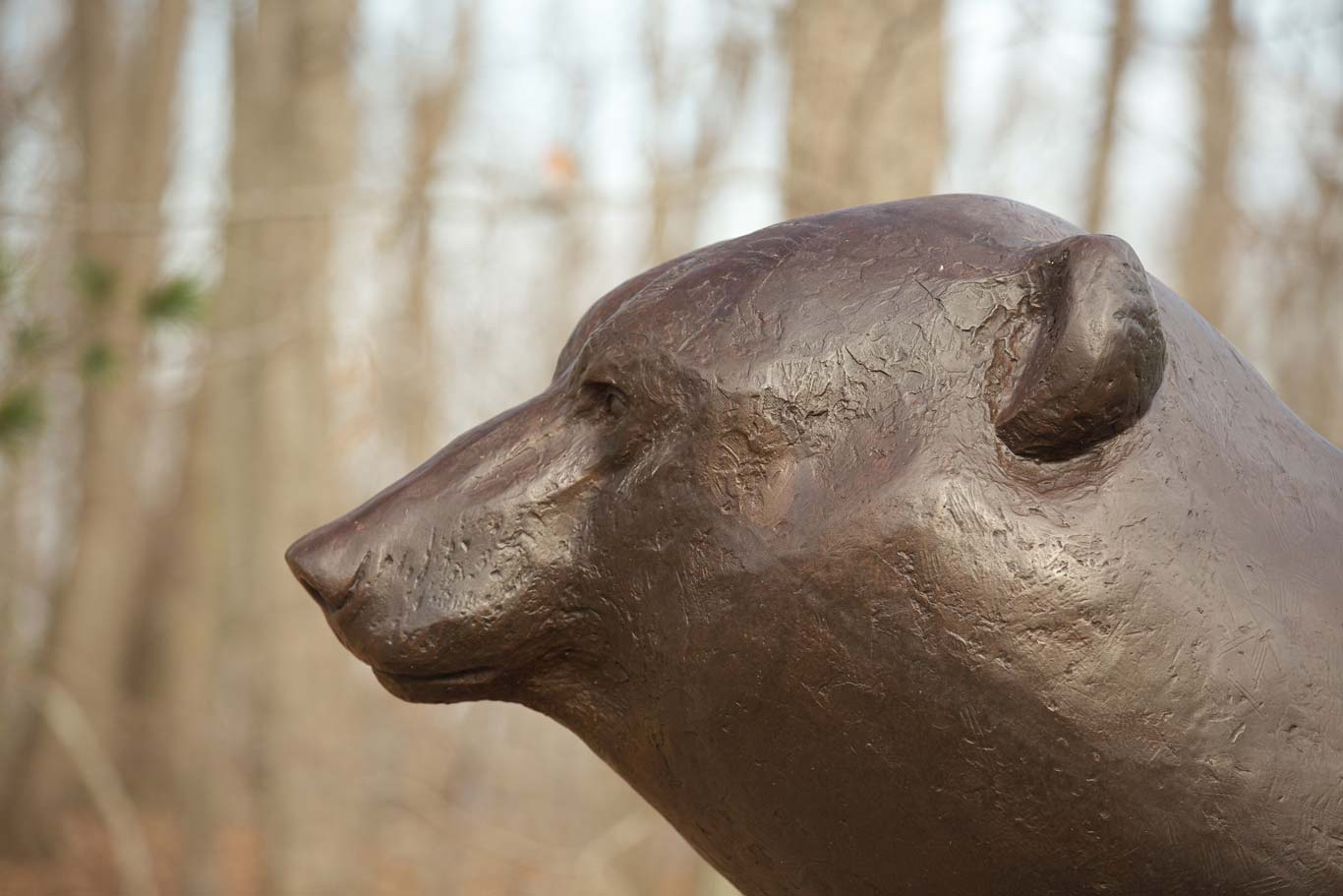 Bear and Shaman | North Carolina Zoo