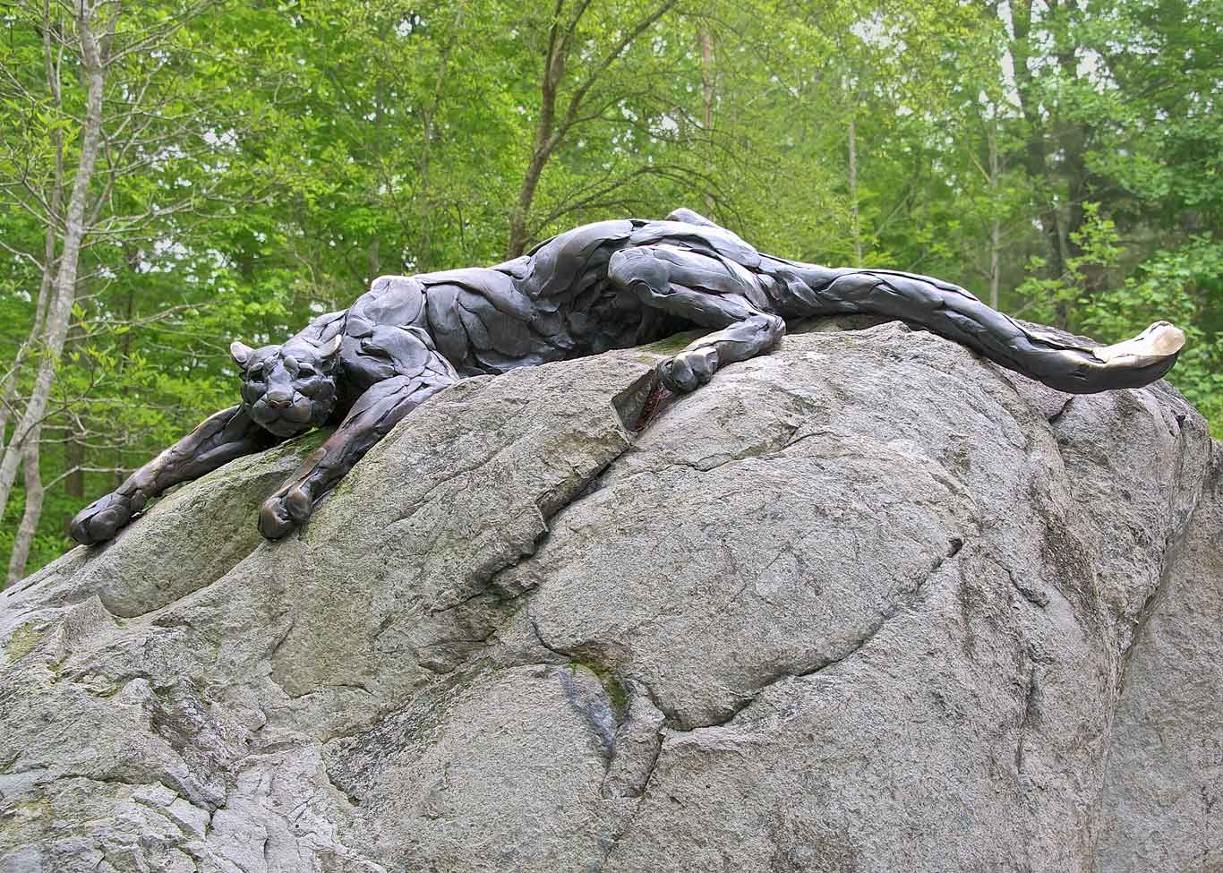 Catamount | North Carolina Zoo