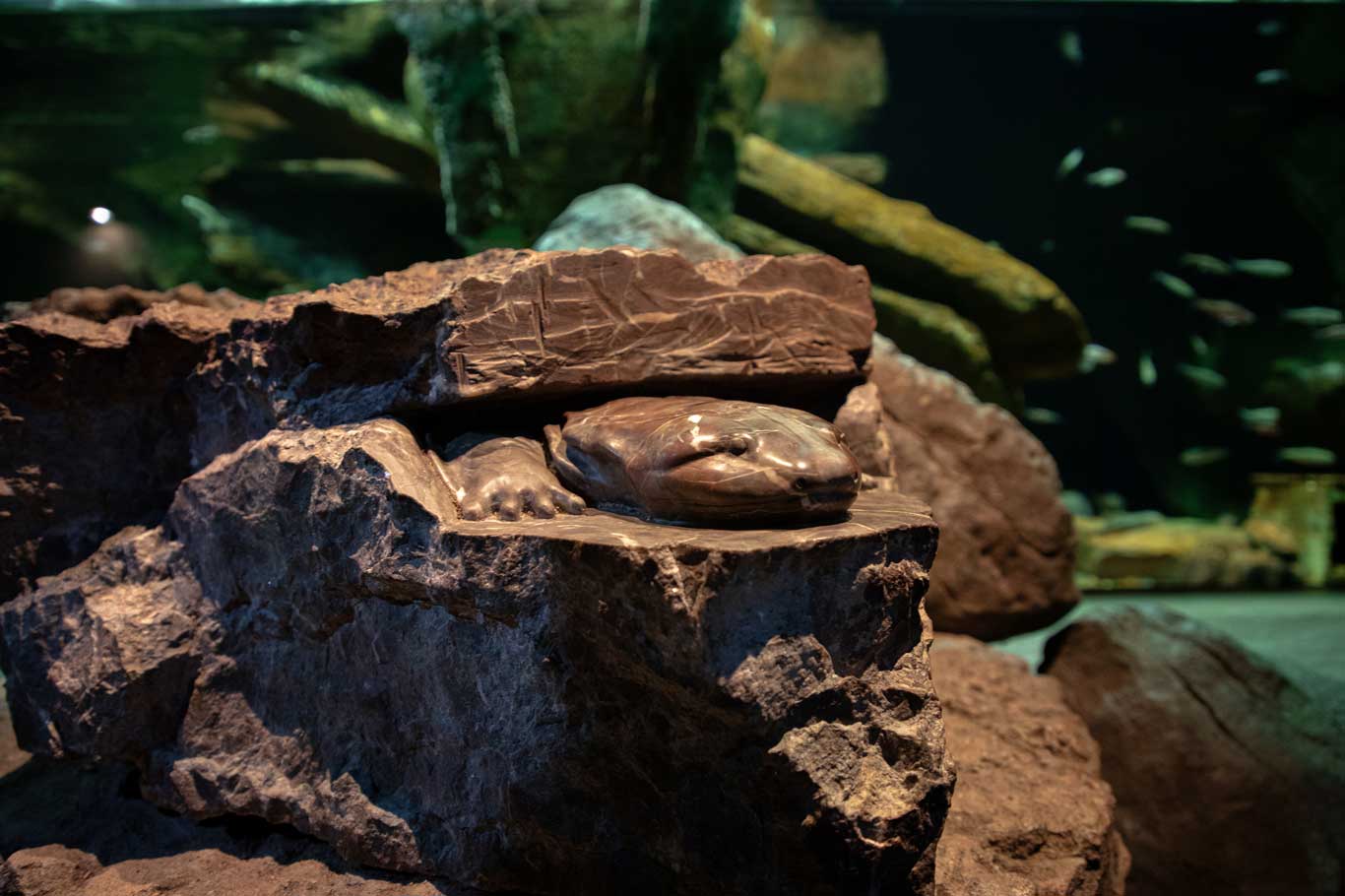 Hellbender's Rock | North Carolina Zoo
