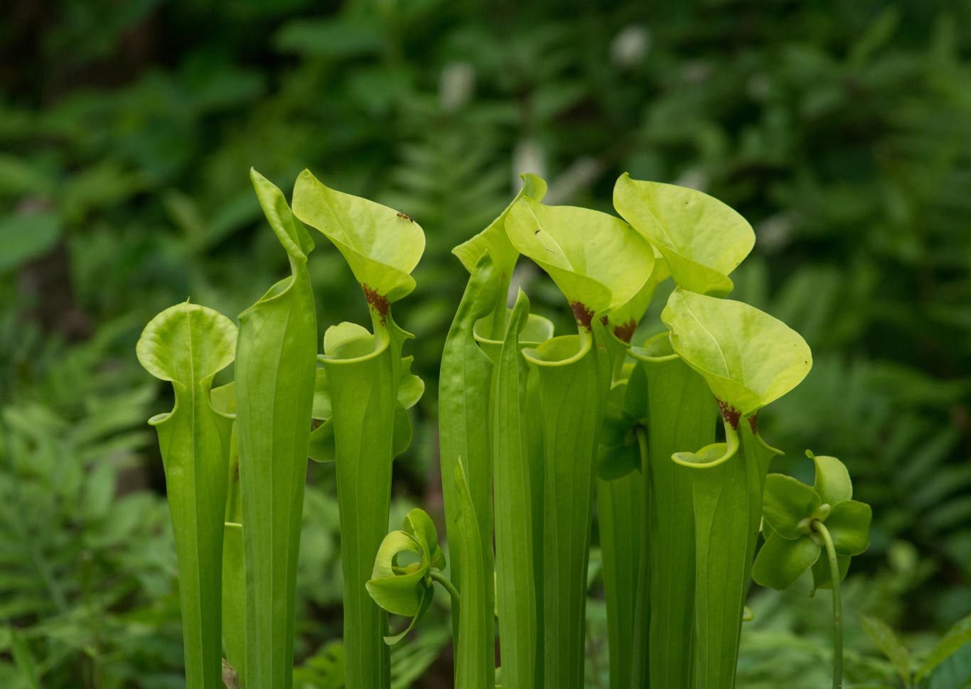 A Home for Imperiled Plants | North Carolina Zoo