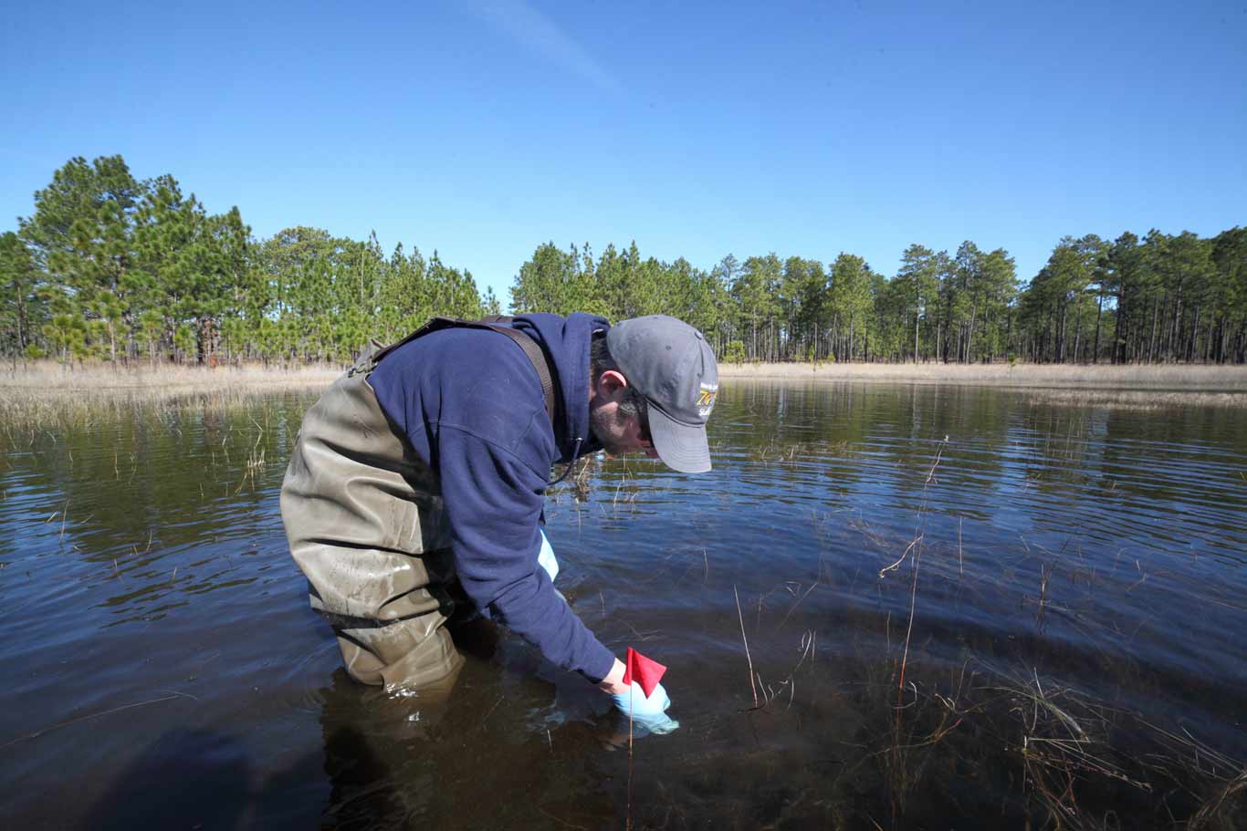 Conservation Update: Saving the Gopher Frog | North Carolina Zoo