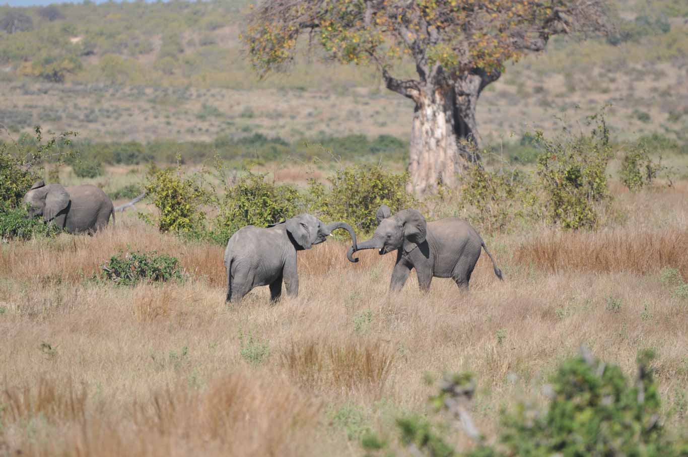 Wildlife Conservation at the Zoo | North Carolina Zoo