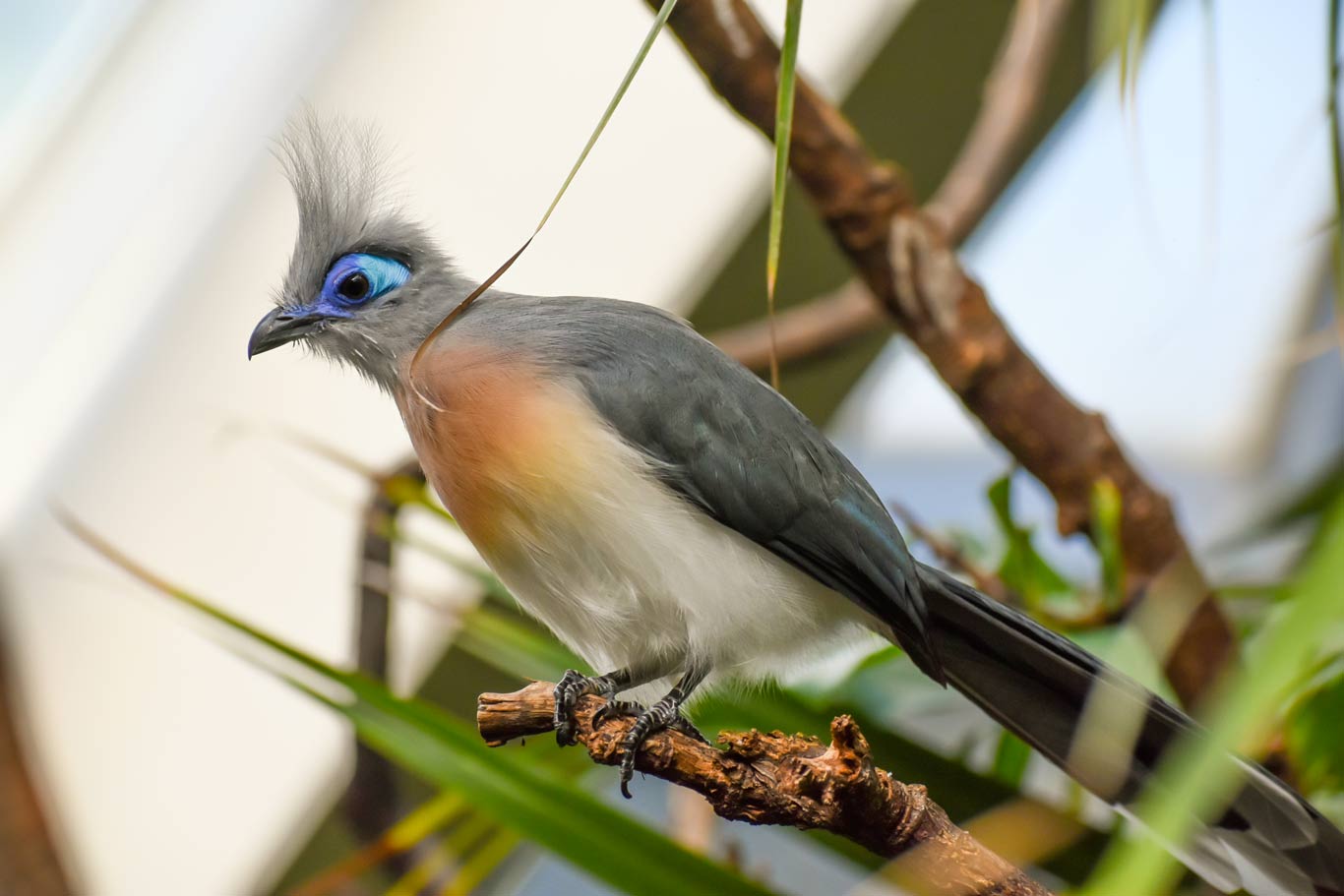 Crested Coua | North Carolina Zoo
