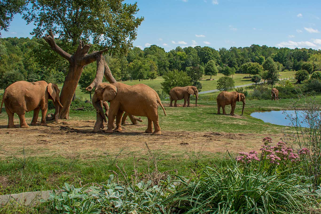 FAQs | North Carolina Zoo