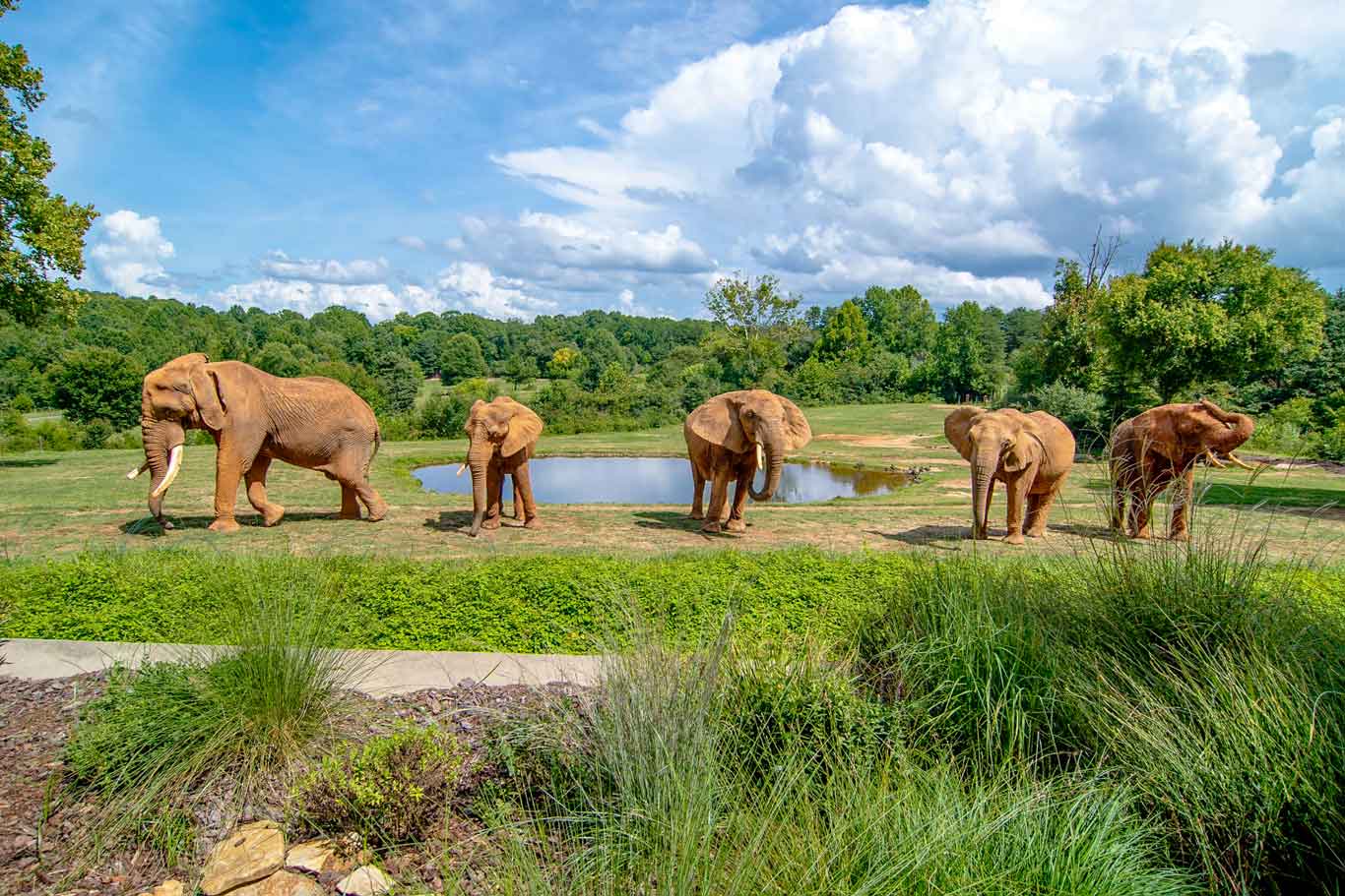 Animal Habitats | North Carolina Zoo