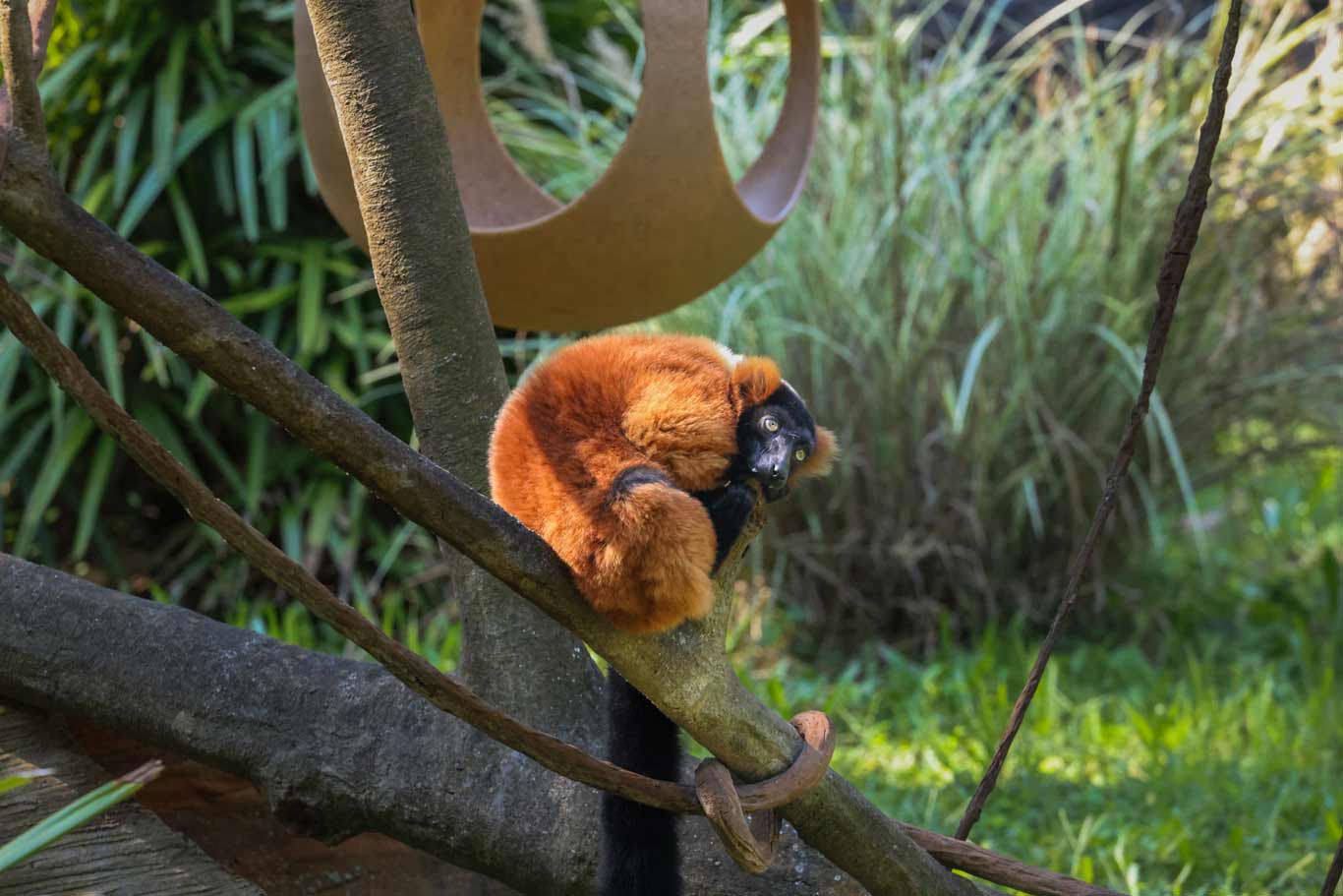 Lemur Island Habitat | North Carolina Zoo