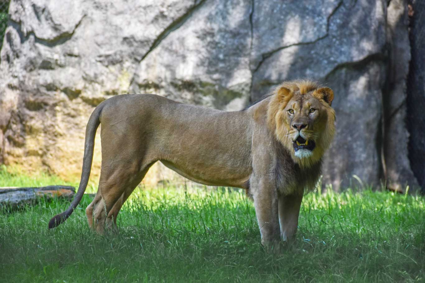 African Lion Habitat African Lion Remaster And New Variants (1.15) At