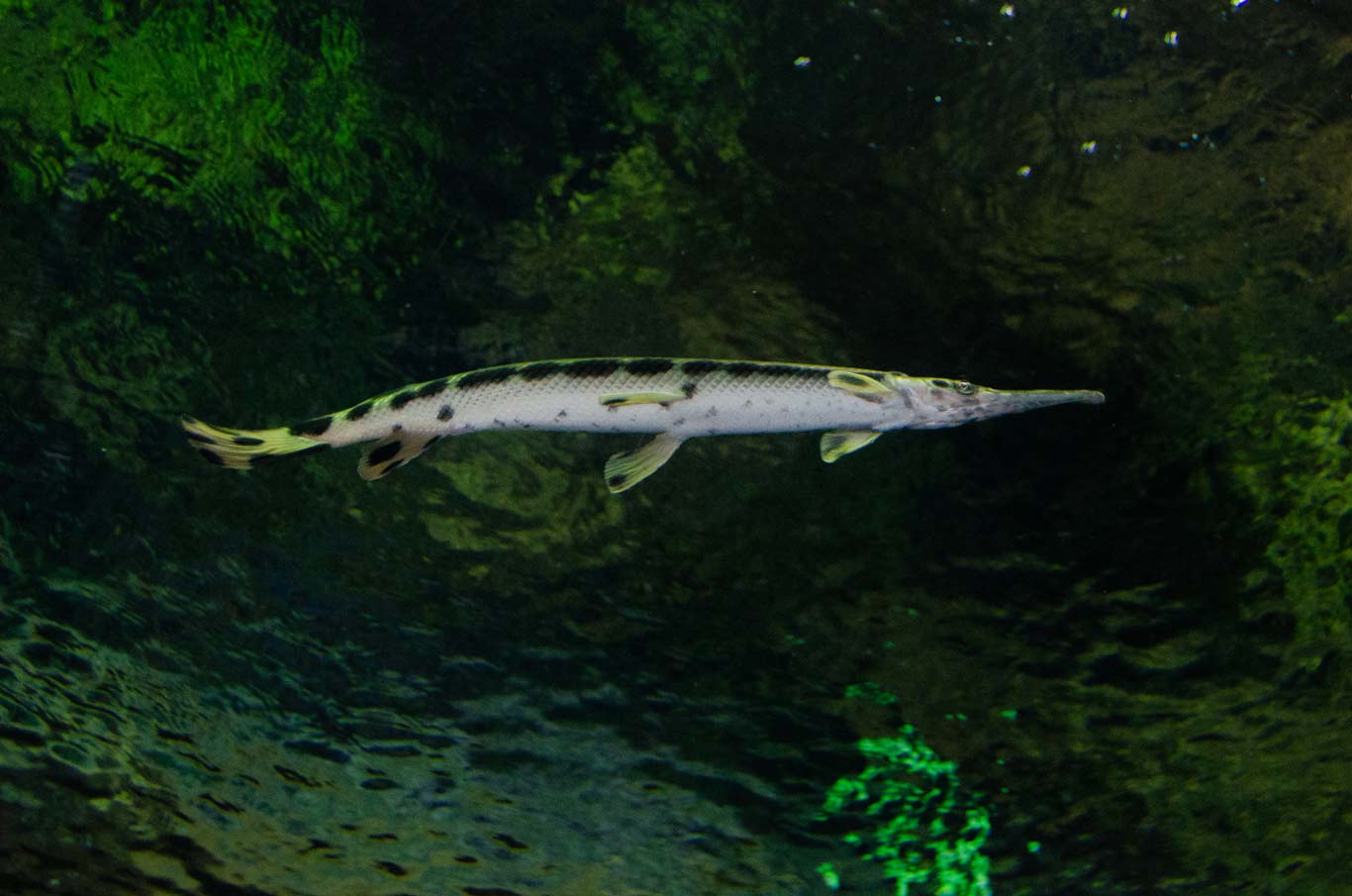 Baby Longnose Gar Fish