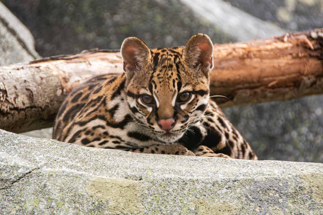 Ocelot | North Carolina Zoo