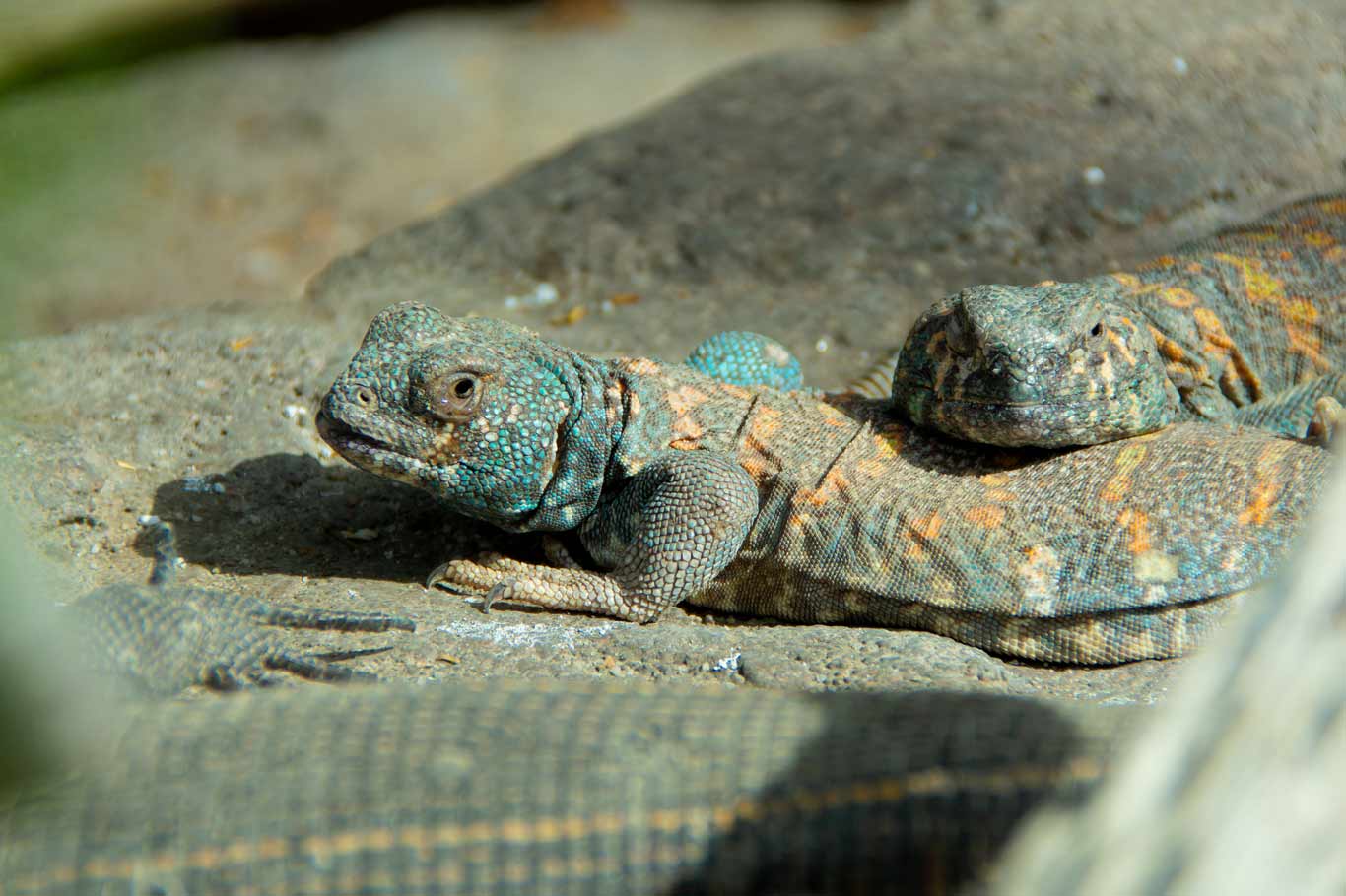 Ornate Uromastyx | North Carolina Zoo
