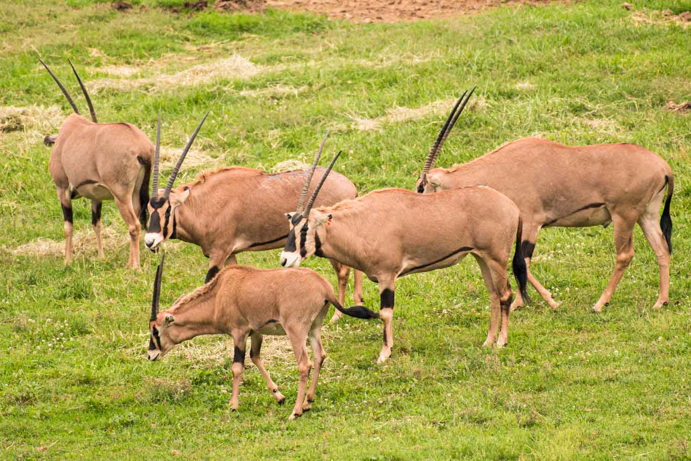 Fringe-eared Oryx | North Carolina Zoo