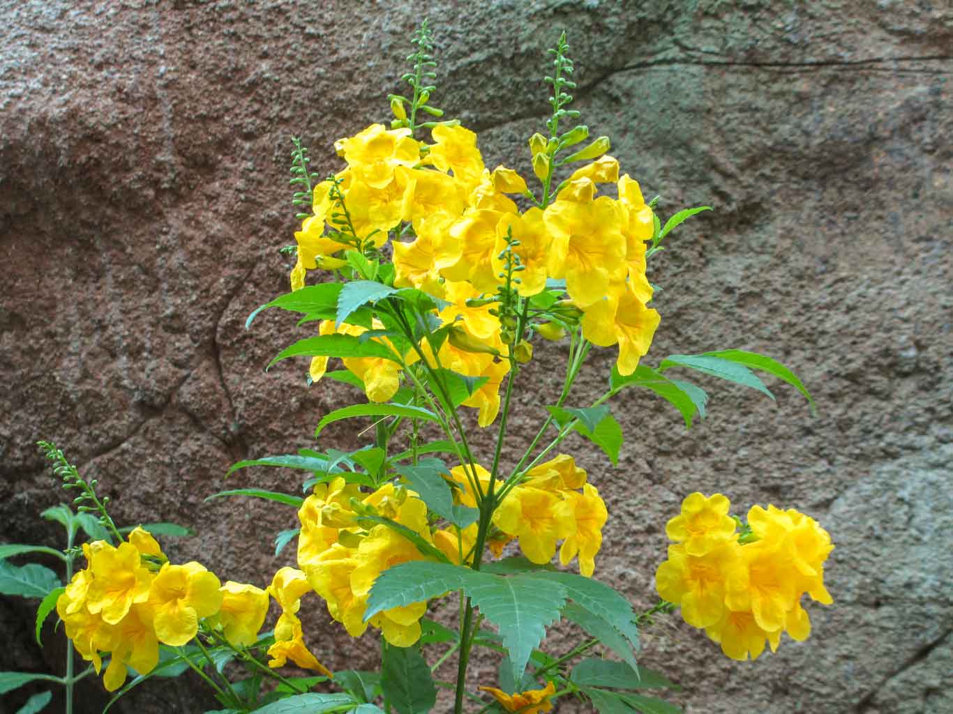 Arizona Yellowbells | North Carolina Zoo