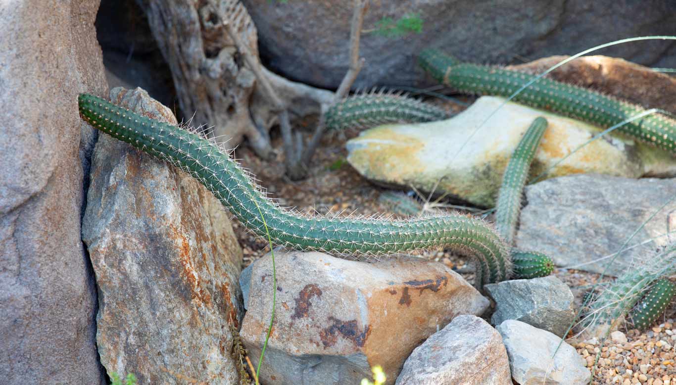 Creeping Devil | North Carolina Zoo