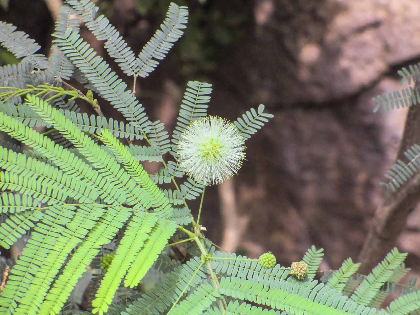 Feather Bush | North Carolina Zoo