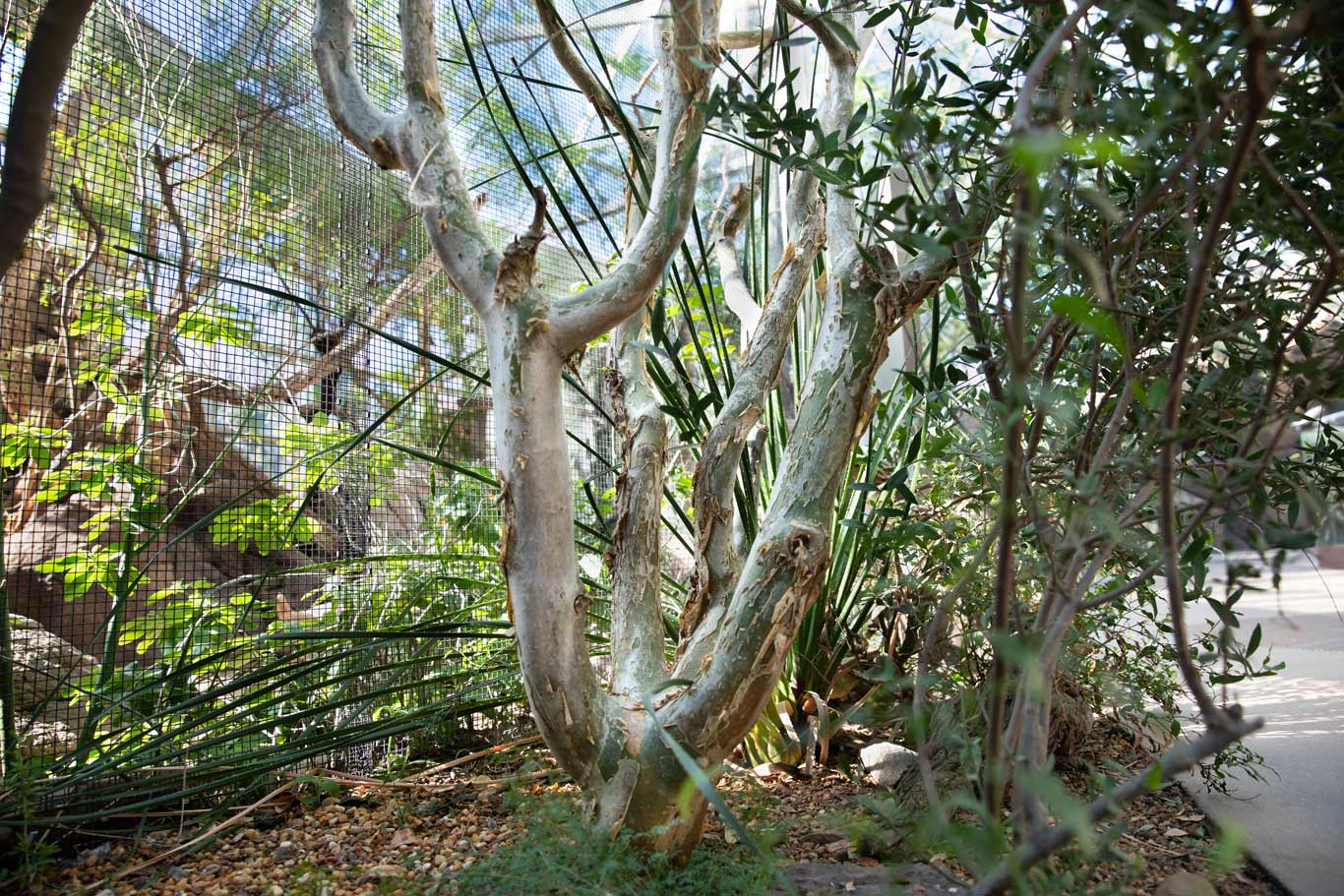 Turpentine Tree | North Carolina Zoo