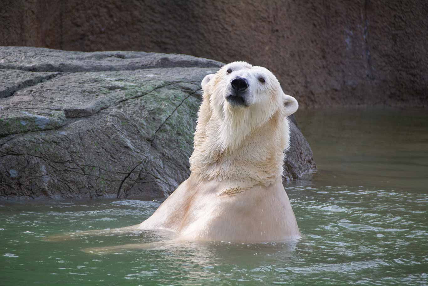 Endangered Baby Polar Bears Everything You Need To Know About Polar