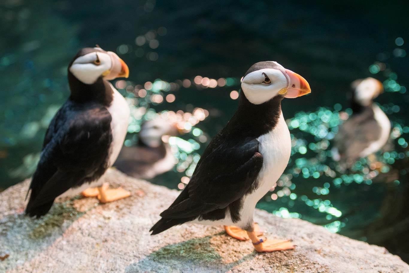 Horned Puffin | North Carolina Zoo