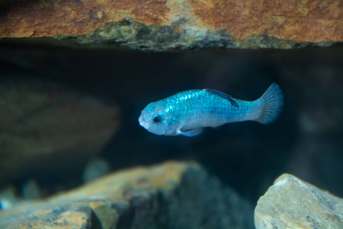 Desert Pupfish | North Carolina Zoo