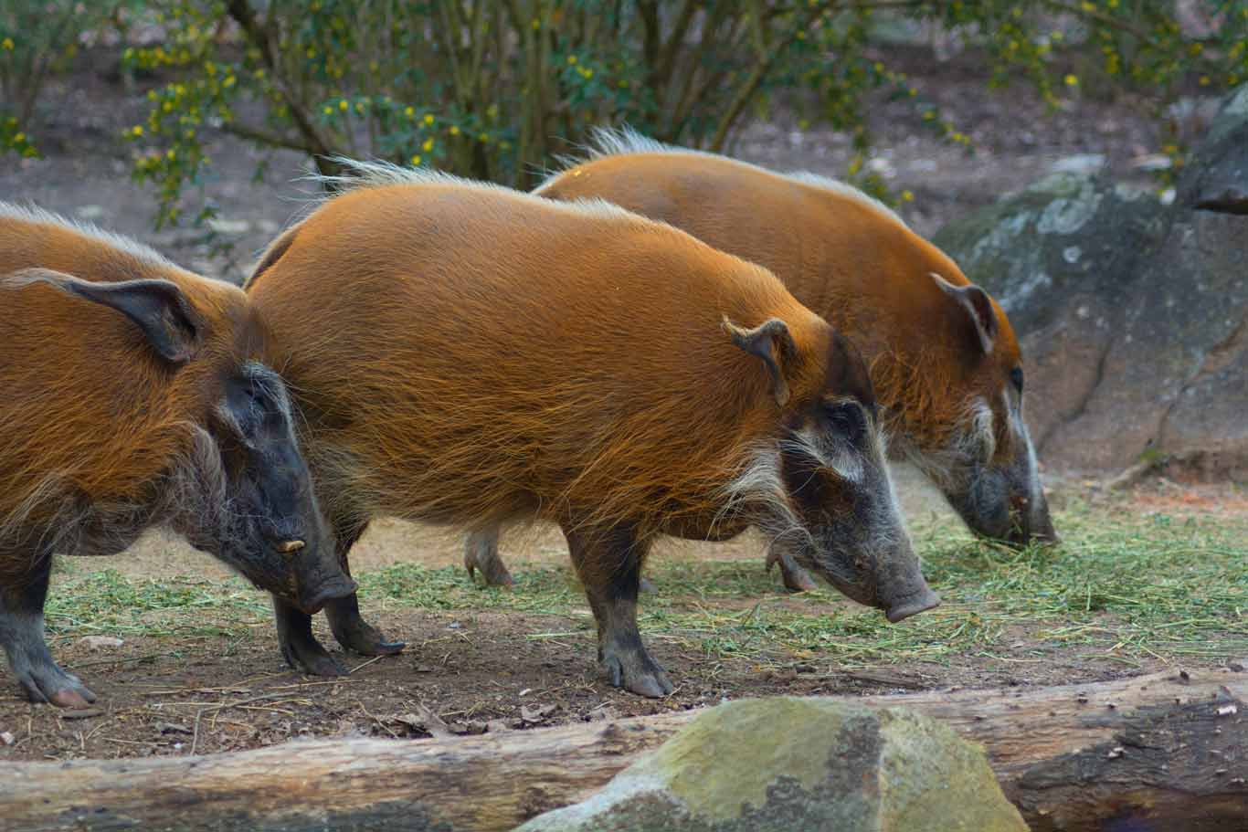 Red River Hogs Habitat | North Carolina Zoo