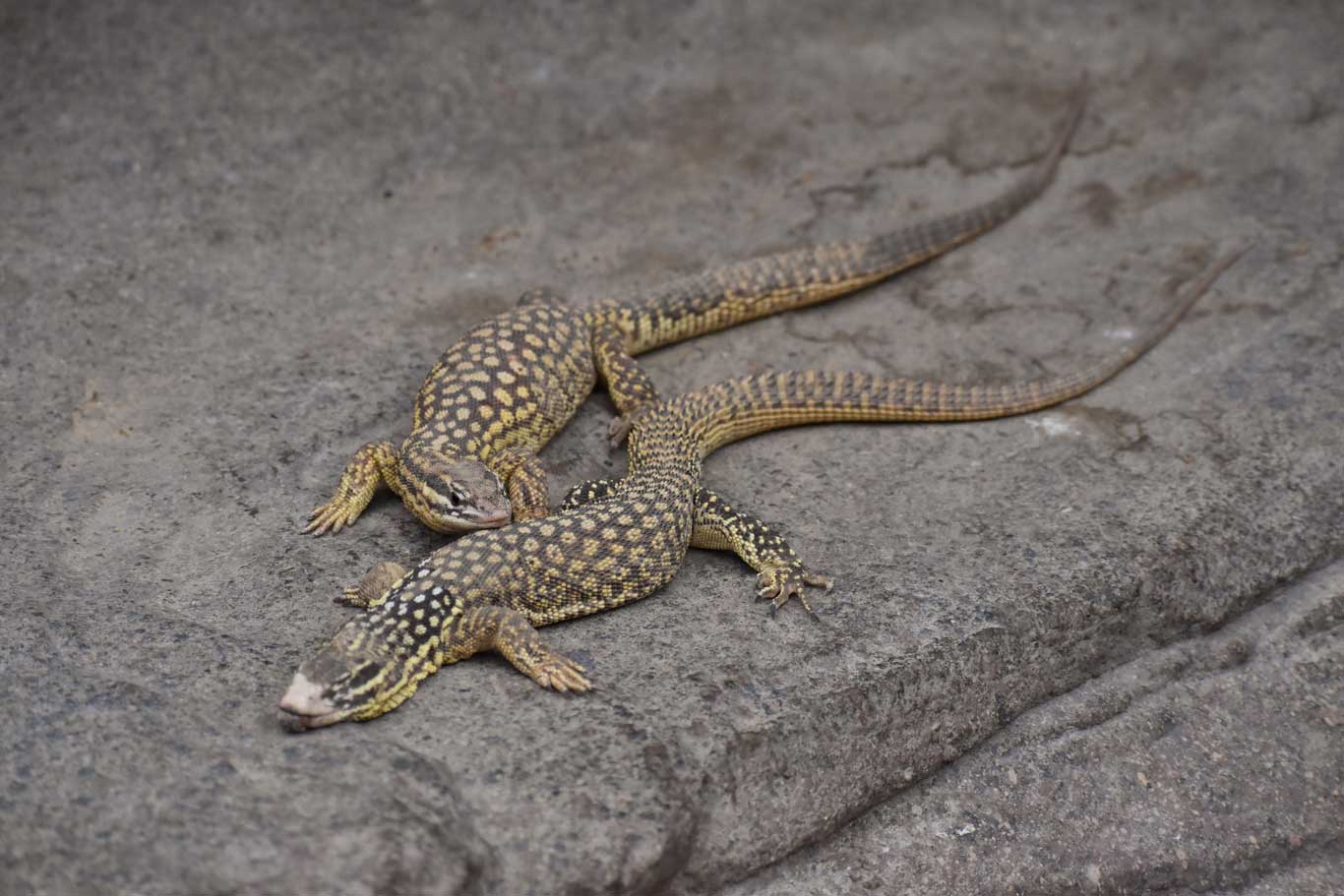Spiny-tailed Monitor | North Carolina Zoo