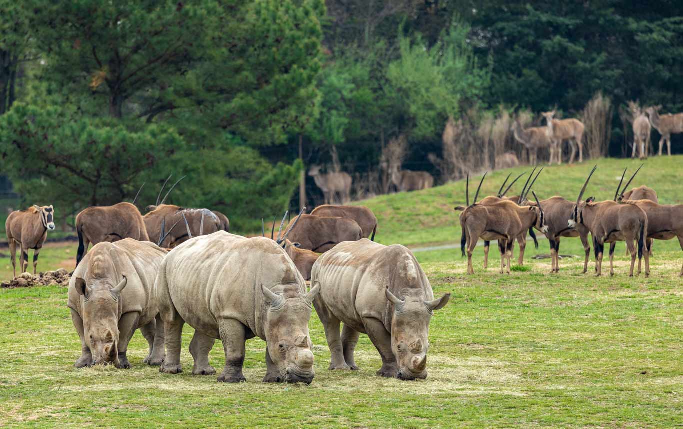 North Carolina Zoo Ranked “Best Zoo” in the Nation | North Carolina Zoo