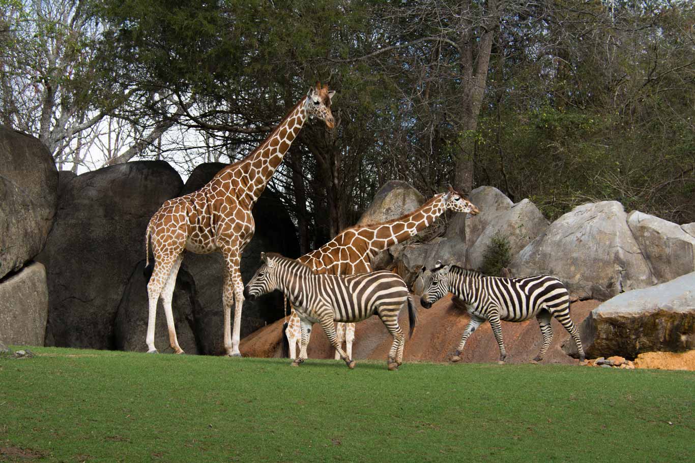 Zebra Ostrich and Giraffe Habitat | North Carolina Zoo
