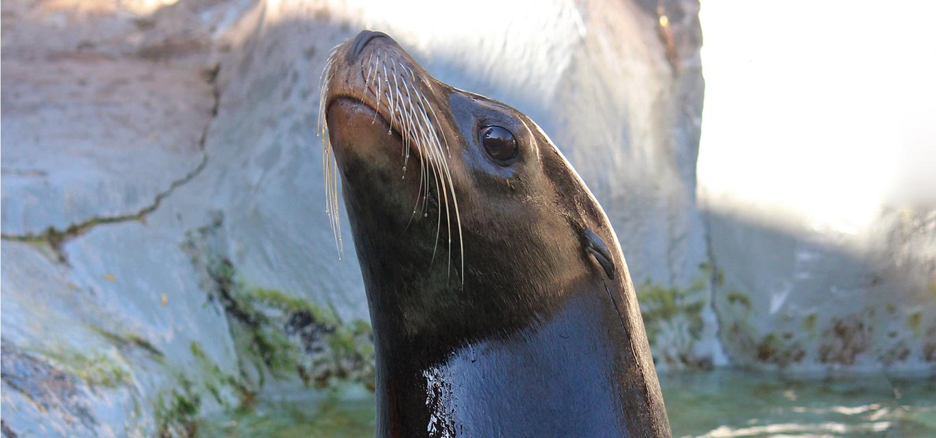 California Sea Lion Diesel Passes Away at North Carolina Zoo | North ...