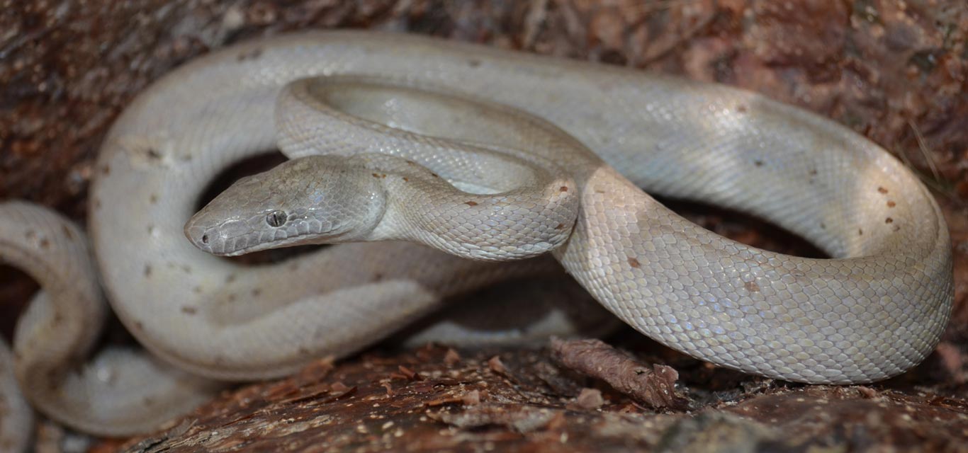Cold-blooded Conservation: Saving the World’s Rarest Boa – The First ...