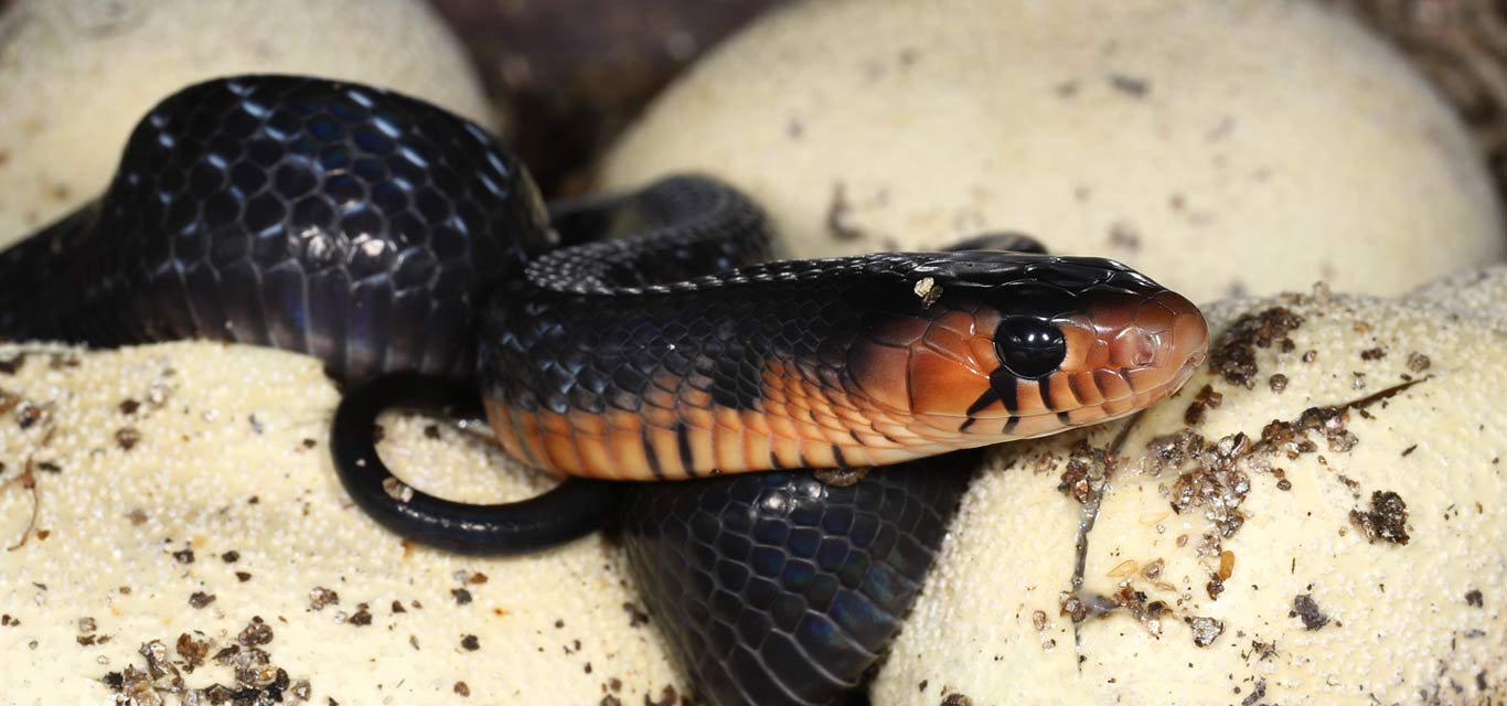 Breeding Indigo Snakes | North Carolina Zoo