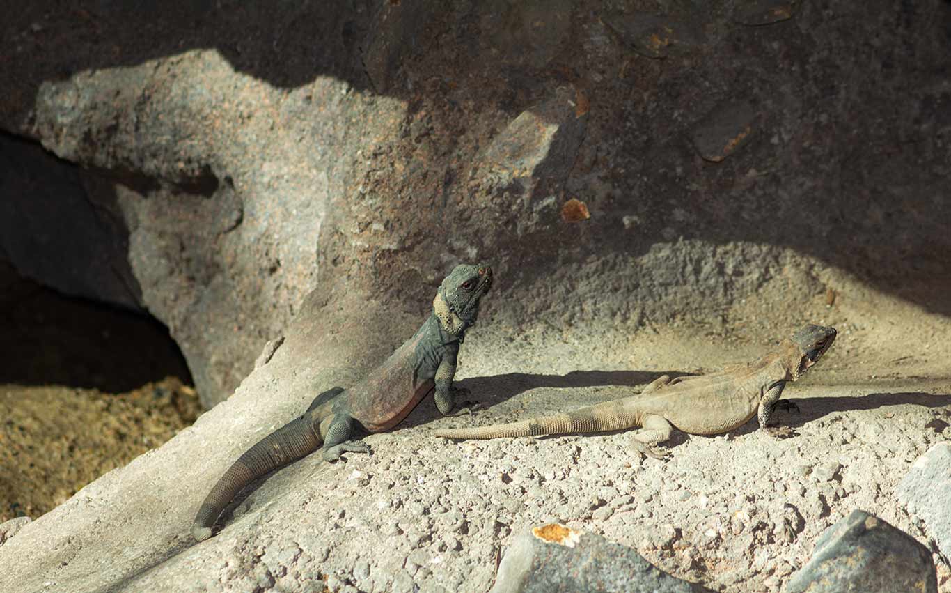Common Chuckwalla | North Carolina Zoo