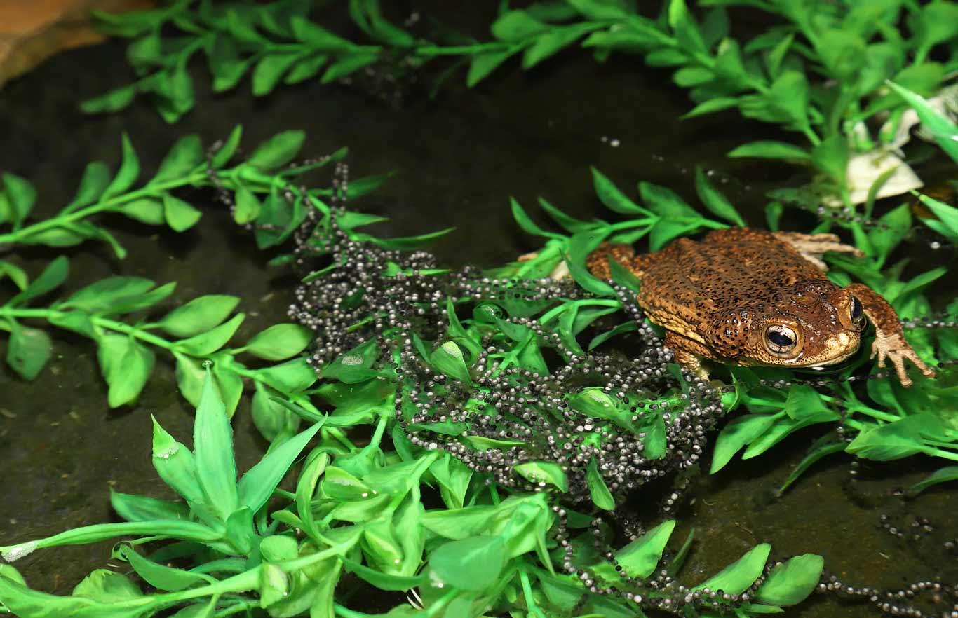 Giving Puerto Rican Crested Toads a Head Start | North Carolina Zoo
