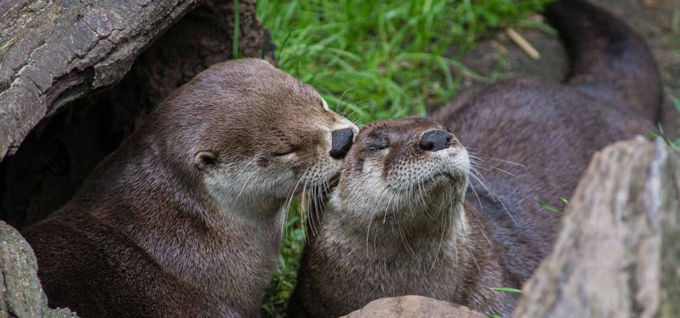 Otters Kissing