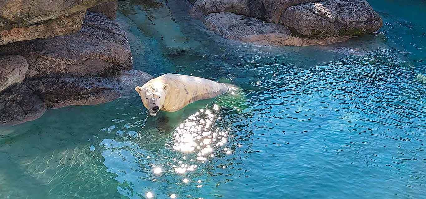 Polar Bear Payton’s First Year at the North Carolina Zoo | North ...