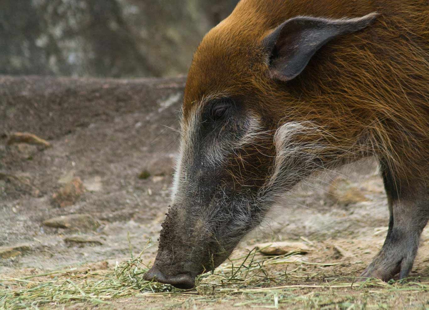 Reinforcing Red River Hogs | North Carolina Zoo