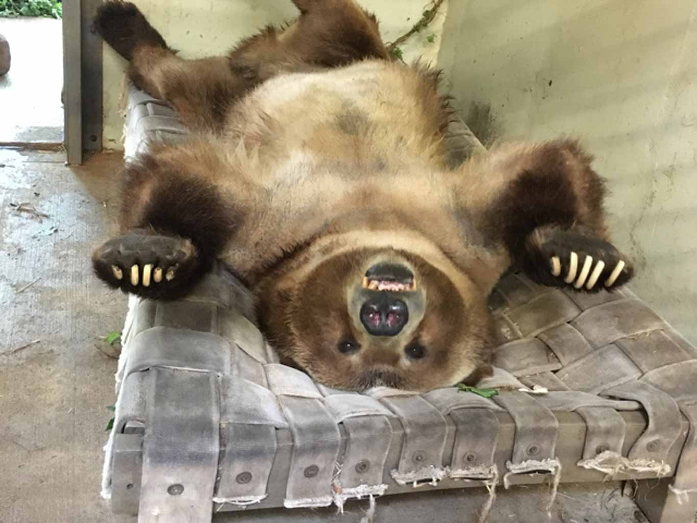 North Carolina Zoo Mourns the Loss of 'Amazing, Goofy' Grizzly Bear ...