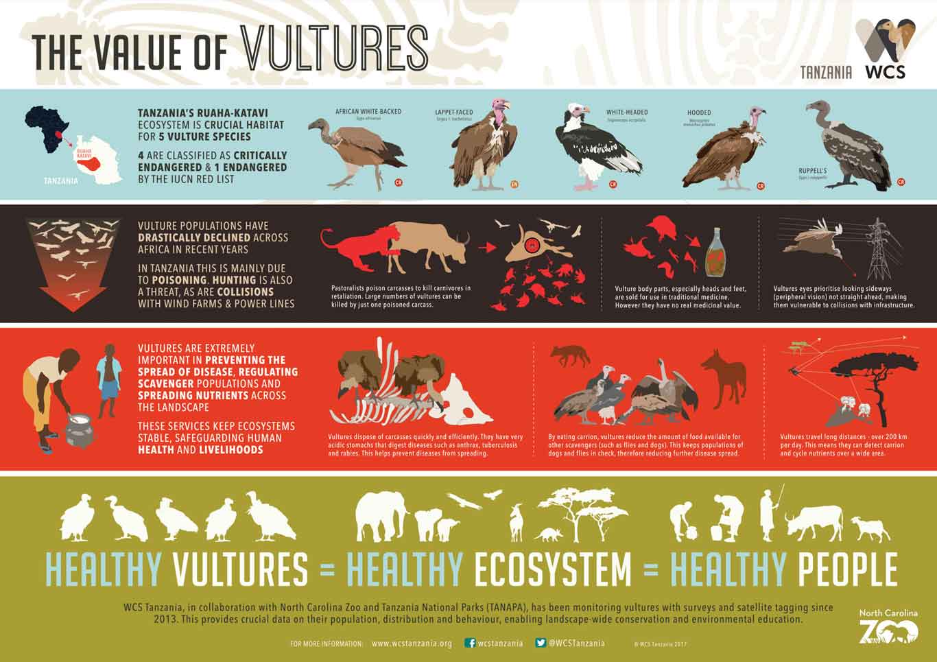 All Eyes to the Sky - Counts for Conservation | North Carolina Zoo