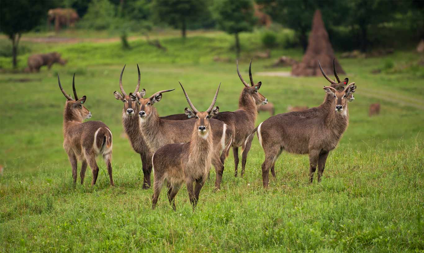 Waterbuck | North Carolina Zoo