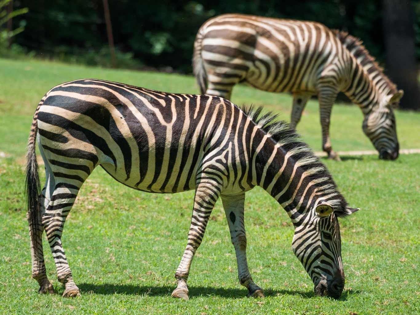 Zebra Scale Training | North Carolina Zoo