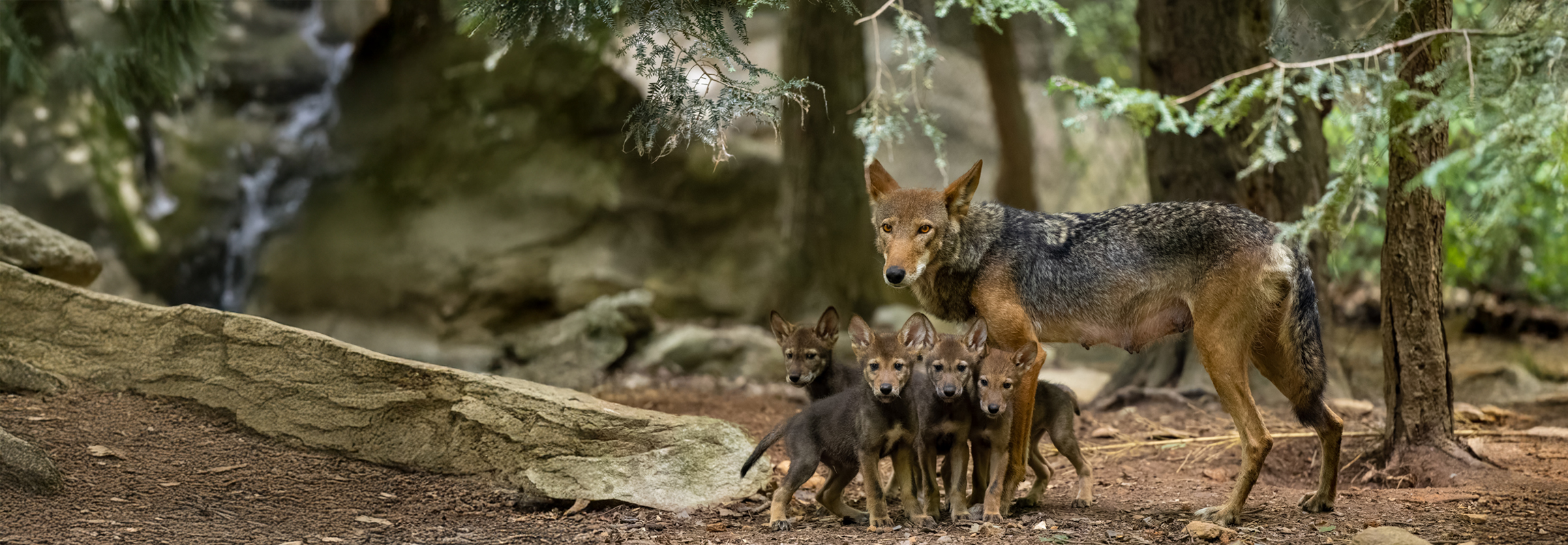 Red Wolf SAFE Annual Meeting | North Carolina Zoo
