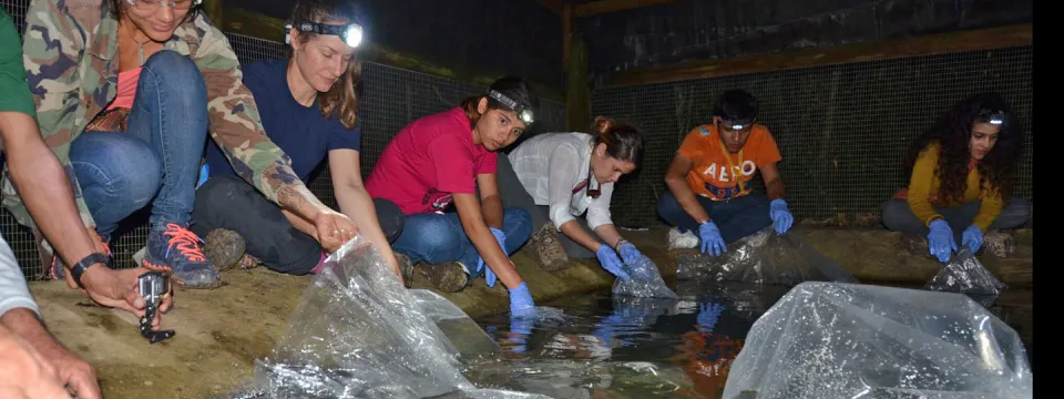 Cold-Blooded Conservation: How we are helping save the Puerto Rican ...