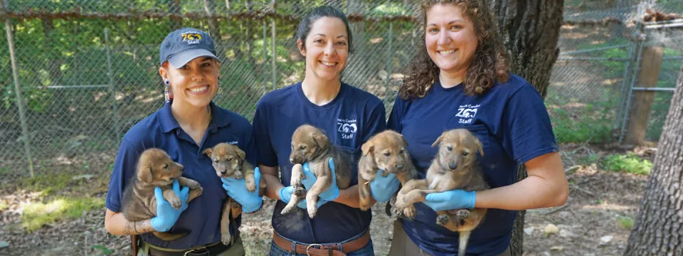North Carolina Zoo Announces Second Litter of Red Wolves for 2020 ...