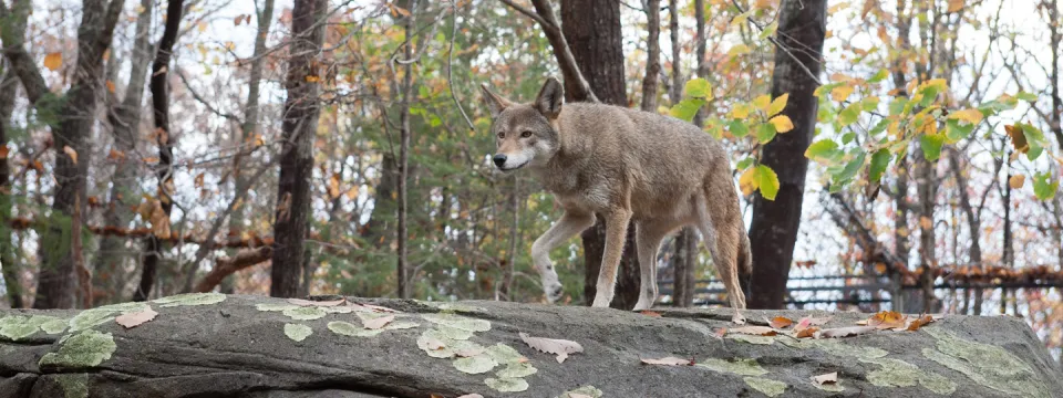 Carolina Canid Conservation: What is an American Red Wolf? | North ...