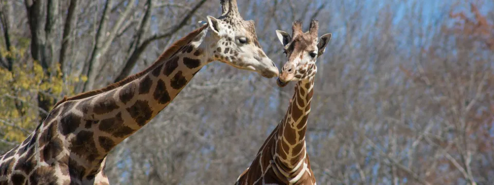 Zoo Research: Studying Our Giraffe | North Carolina Zoo